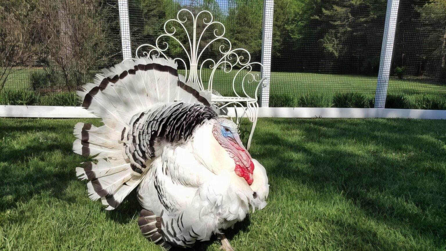 How to Add a Royal Palm Turkey to Your Flock - Backyard Poultry